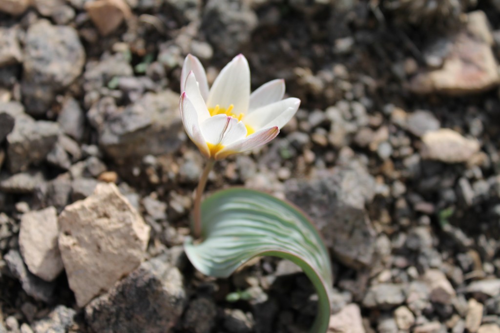 The Short, Colourful Lives of Spring Steppe Flowers - The Astana Times