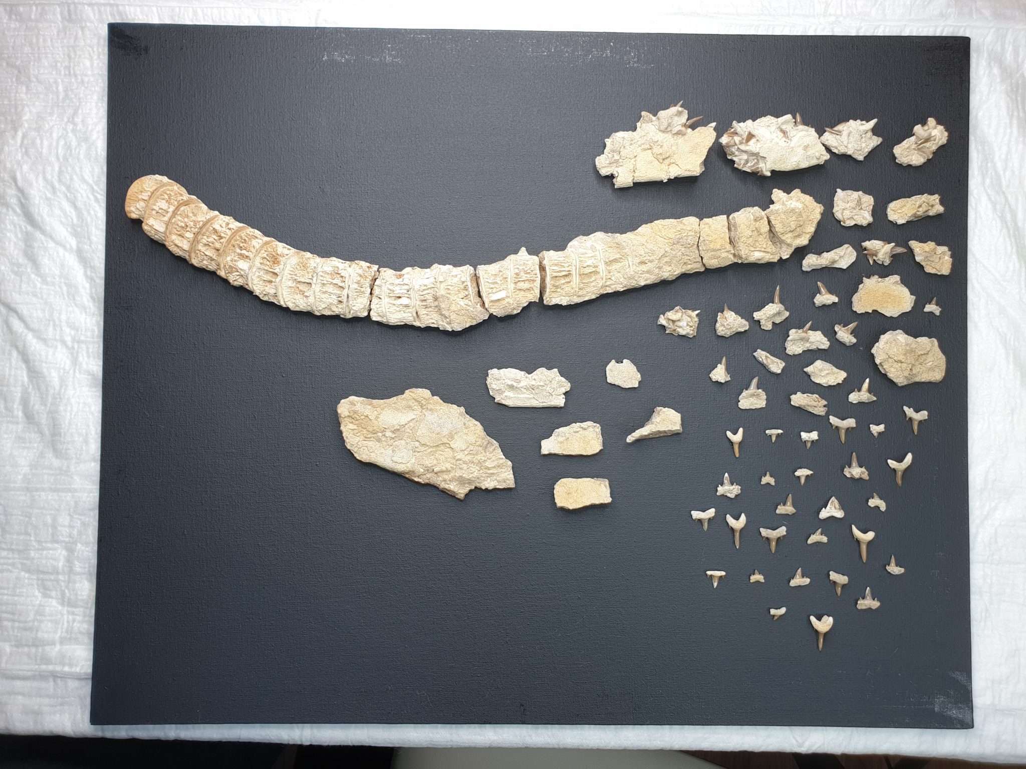 Amature Paleontologist Discovers Intact Skin on Fossils of Marine ...