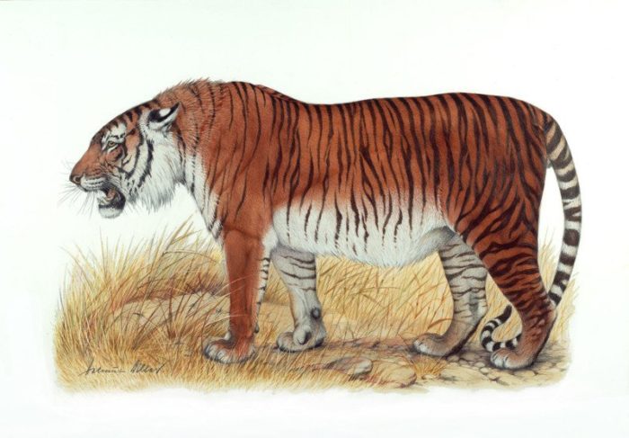 Kazakhstan Finalizes Plan to Restore Native Turanian Tigers In Ile ...
