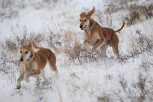 Kazakh Tazy Breed, Cultural Heritage of Nomads, Seeks Recognition of ...
