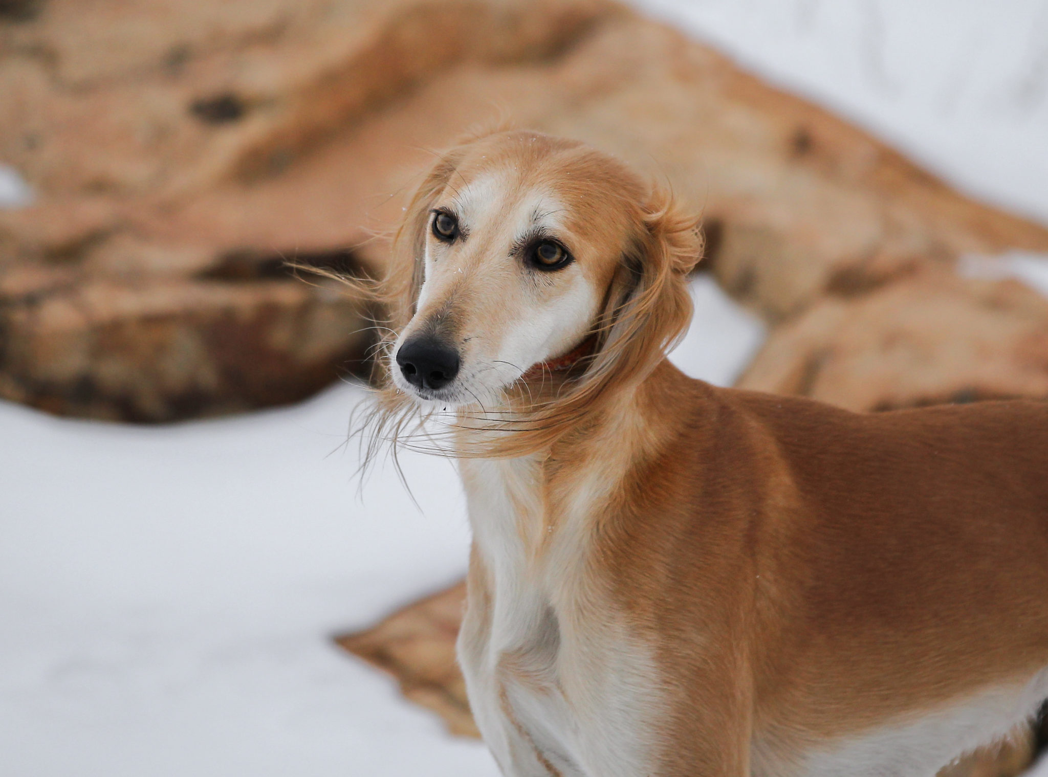 Kazakh Tazy Breed, Cultural Heritage of Nomads, Seeks Recognition of ...