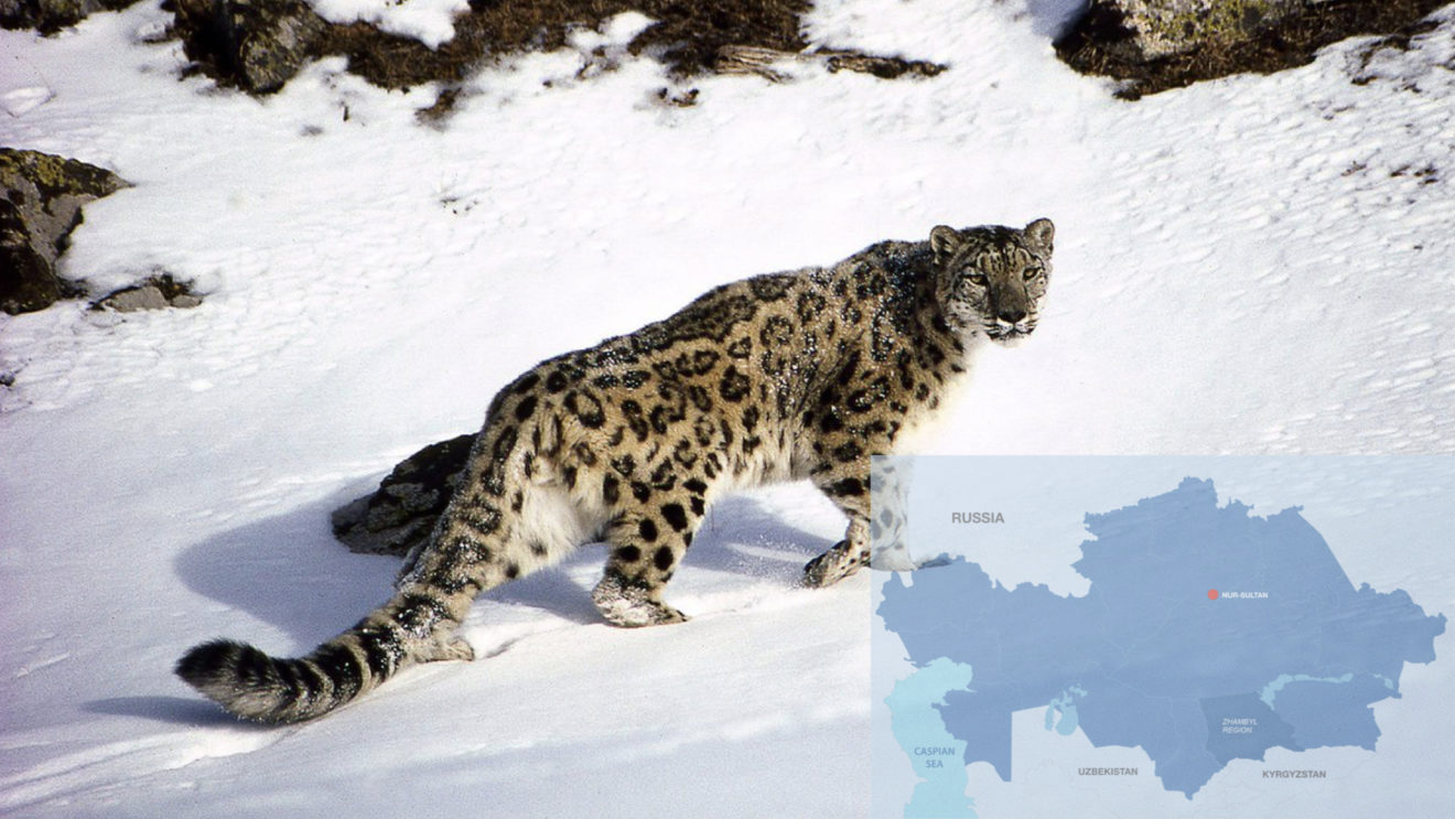 Rare Footage: Snow Leopard Family of Three Caught on Camera in ...