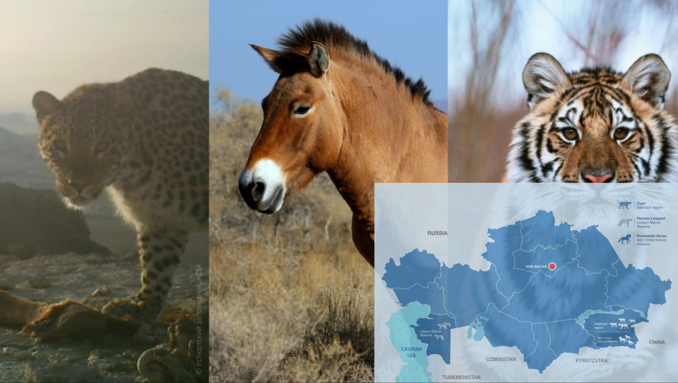 Persian Leopard, Przewalski Horse and Tiger Officially Listed in ...