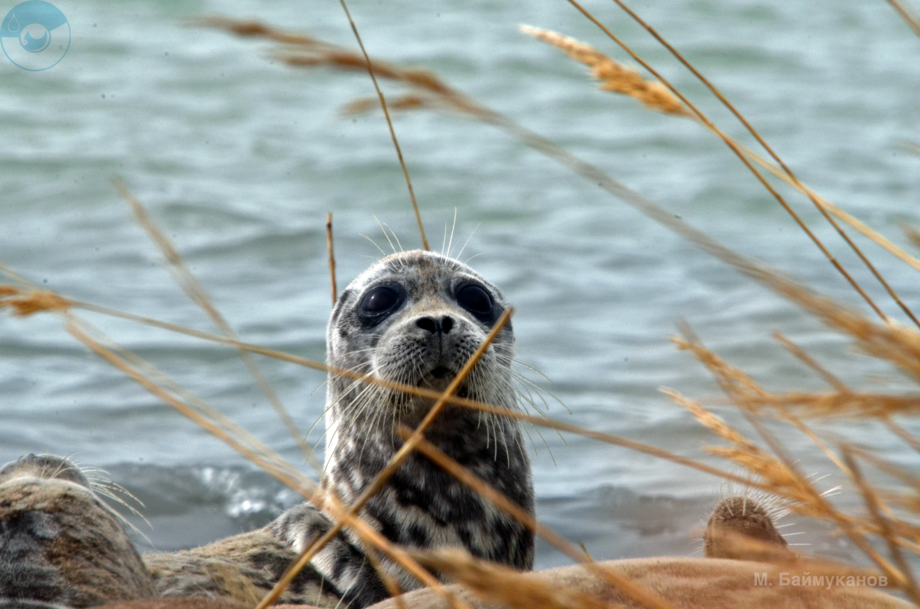 Studying the Caspian Seals is Magic for Me, Says Kazakh Ecologist Assel ...