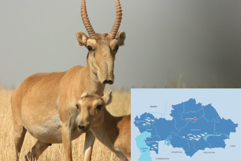 Kazakhstan Commits Greater Effort to Preserving Saiga Antelope ...
