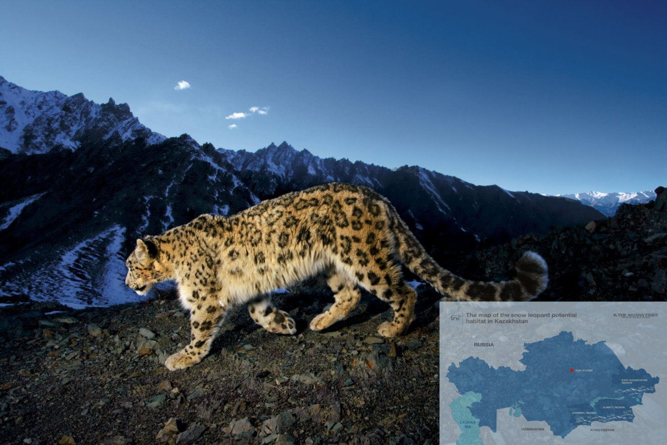Snow Leopard Caught on Camera in East Kazakhstan for First Time Since ...