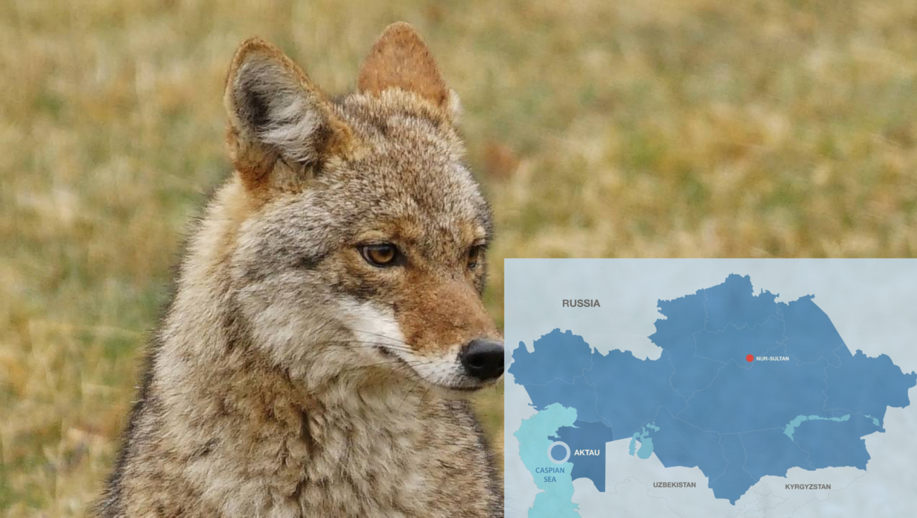 Red Wolf Can Be Found near Caspian Sea Shore (Video) - The Astana Times