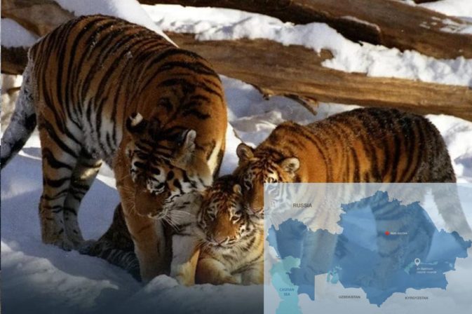 Kazakhstan, Russia to Join Efforts to Revive Wild Tiger Population ...