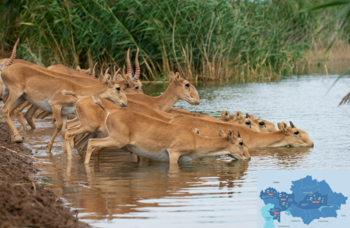 The Saga of the Saigas: Once Endangered Red Book Species Now Threaten ...