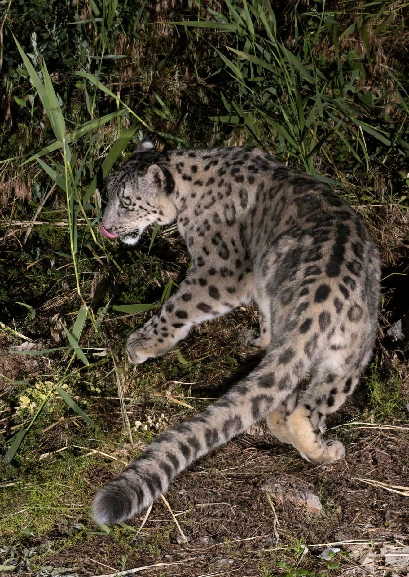 Kolsai Lakes National Park Reviews Snow Leopard’s Appearance on Camera ...