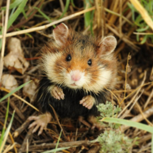 Increased Number of Hamsters in Kazakh Capital Demonstrates Favorable ...