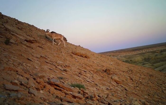 Ustyurt Mountain Ram Returns to Northern Part of Ustyurt Plateau (Video ...