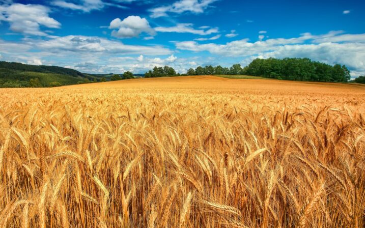 Kazakhstan’s Wheat and Meslin Exports Reach $1 Billion in January-July ...