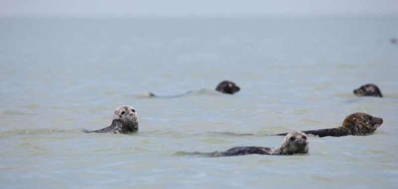 Caspian Seals Are Alive and Status Will Improve as Kazakhstan Takes ...