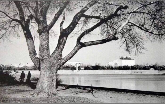 The Story of One Tree: How 130-Year-Old Poplars Keeps Capital’s History ...