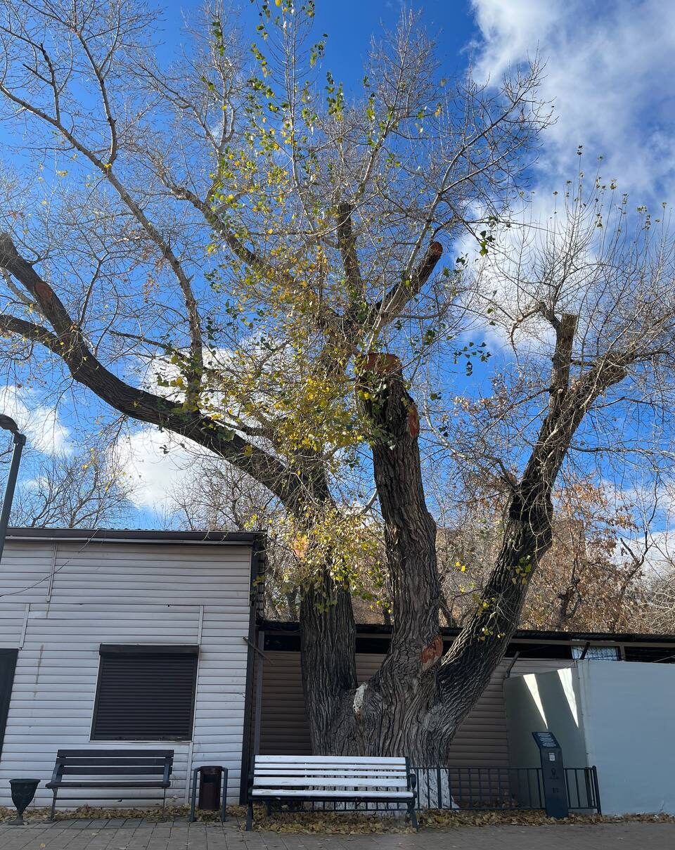 The Story of One Tree: How 130-Year-Old Poplars Keeps Capital’s History ...