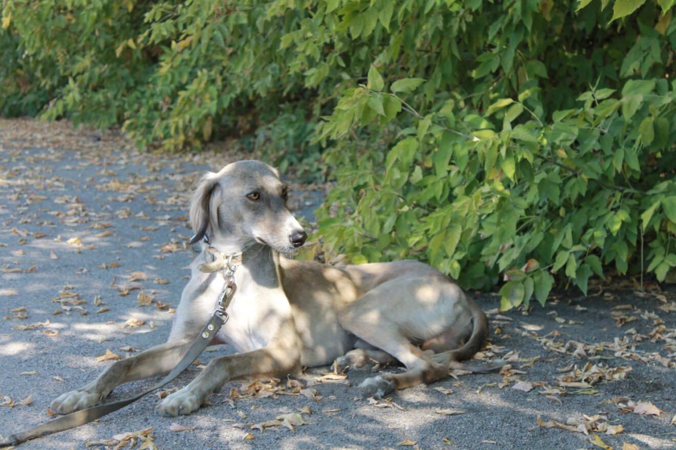 One of Kazakhstan’s Miracles - The Tazy Hunting Dog Breed (With Video ...