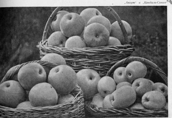 Legendary Almaty Aport Apple Has Glorious Past and Bright Future - The ...