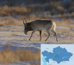 Herd of Endangered Saiga Antelopes Walk the Streets in Ulytau Region ...