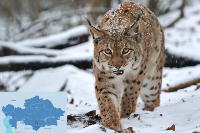 Camera Trap Captures Turkestan Lynxs in Sayram-Ugam National Park ...