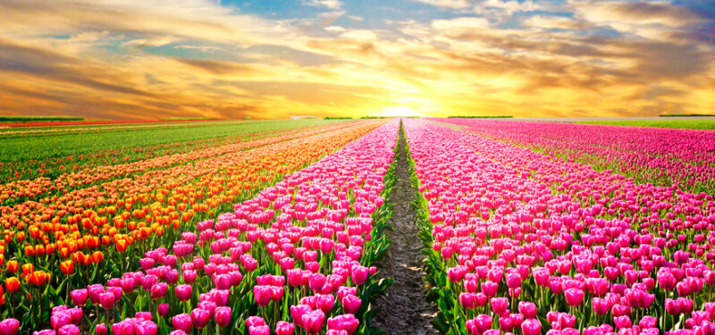 Blooming Beauty: Forgotten Facts About Kazakhstan’s Rich Tulip Heritage ...