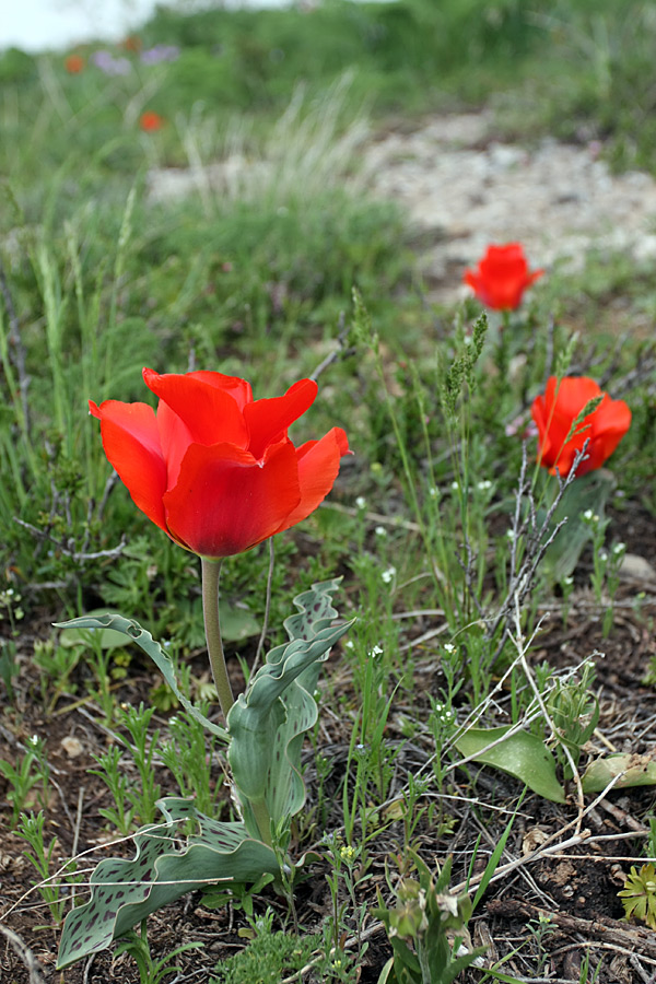 Blooming Beauty: Forgotten Facts About Kazakhstan’s Rich Tulip Heritage ...