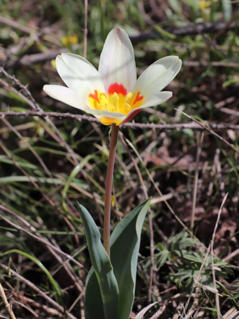 Blooming Beauty: Forgotten Facts About Kazakhstan’s Rich Tulip Heritage - The Astana Times