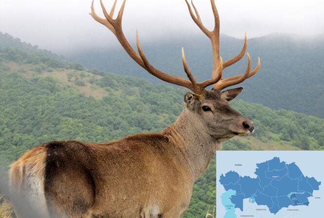 Caspian Red Deer Captured on Camera Traps in Almaty Reserve (Video ...