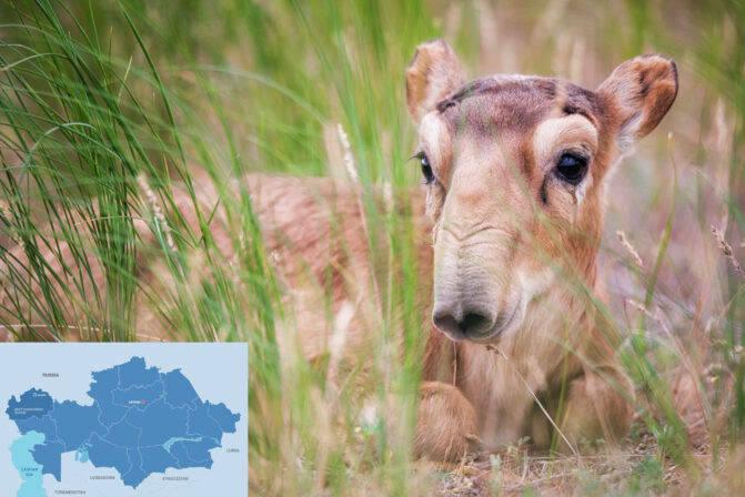 Birthing Season of Saiga Antelopes Begins in West Kazakhstan Region ...