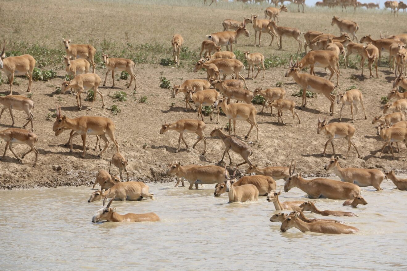 Ministry of Ecology and Natural Resources Considers Ways to Manage ...