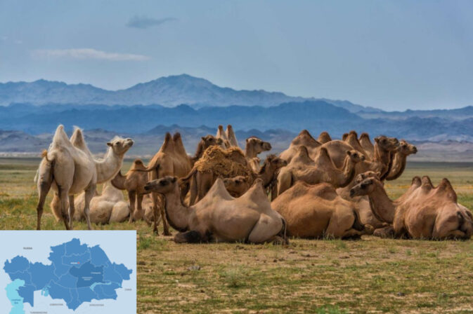 Camel Breeding Emerges in Kazakhstan’s Karagandy Region - The Astana Times