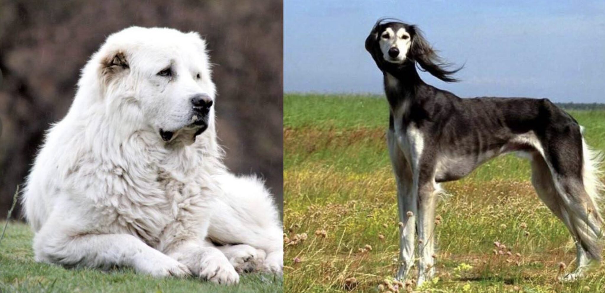 Kazakh Dog Breeds Seek Recognition from International Canine Federation ...