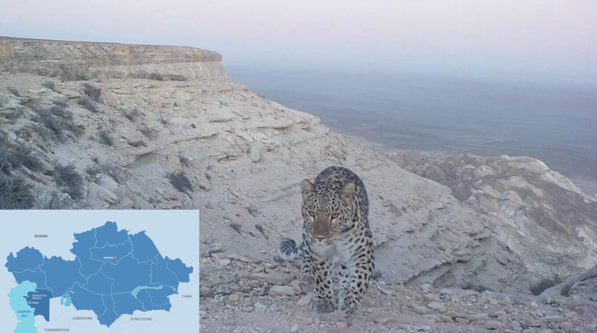 Mangystau Region Sees Resurgence of Rare Persian Leopards - The Astana ...
