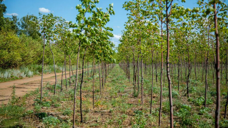 Kazakh Government’s Tree Planting Efforts to Create More Green Space in ...