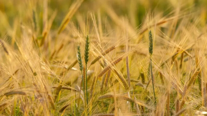 Kazakhstan’s Exports of Wheat and Meslin Increase Almost 17% - The ...