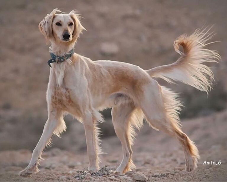 International Canine Federation Preliminarily Recognizes Kazakh Tazy as ...