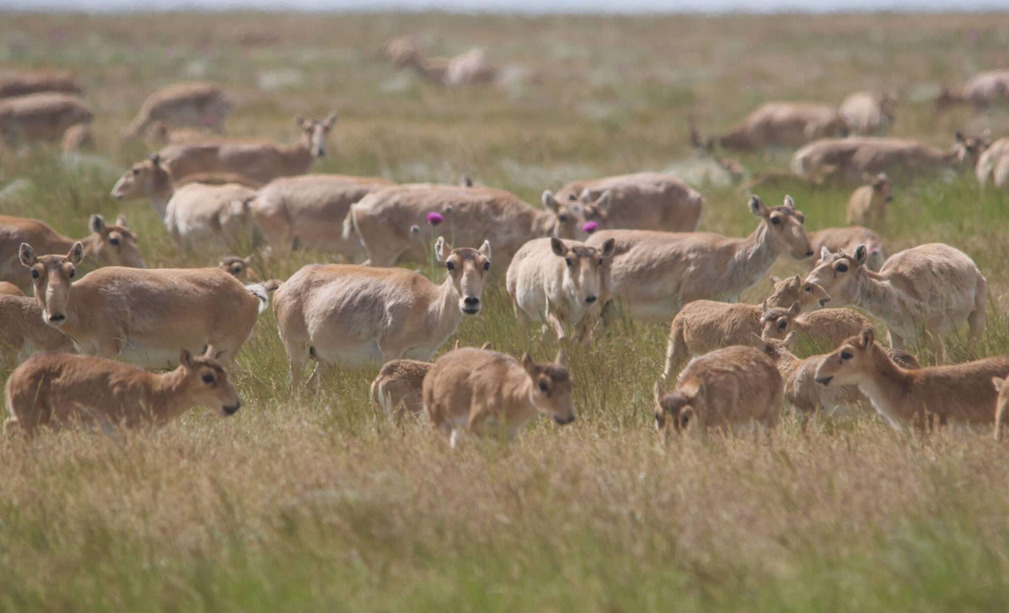 Saiga Antelope Moves from Critically Endangered to Near Threatened ...