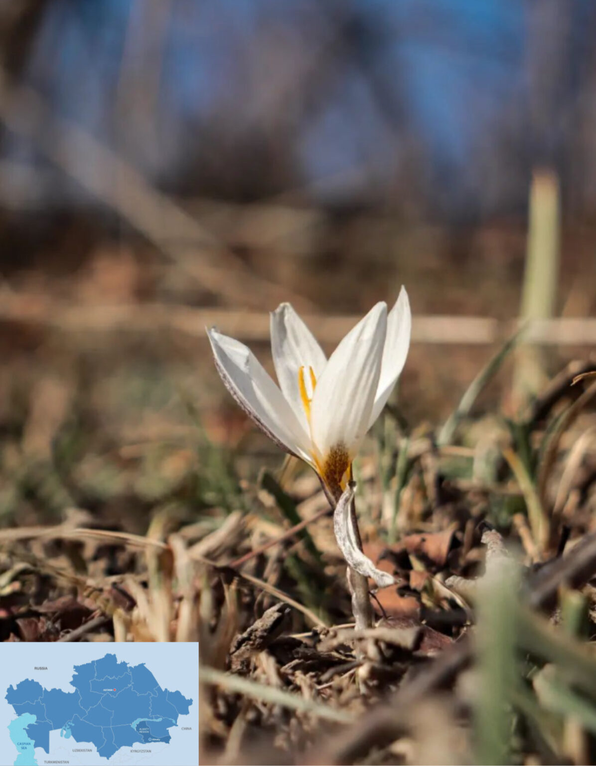 Snowdrops Bloom in Almaty Mountains in Depths of Winter - The Astana Times