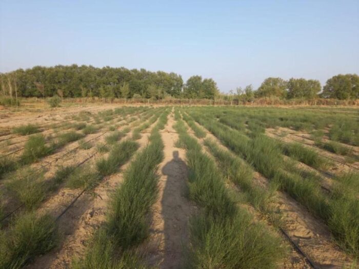 Kazakhstan to Plant More Saxaul Trees in Aral Basin - The Astana Times