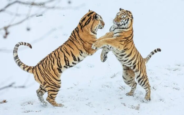 Two Amur Tigers to Arrive in Kazakhstan in Population Revival Efforts - The Astana Times