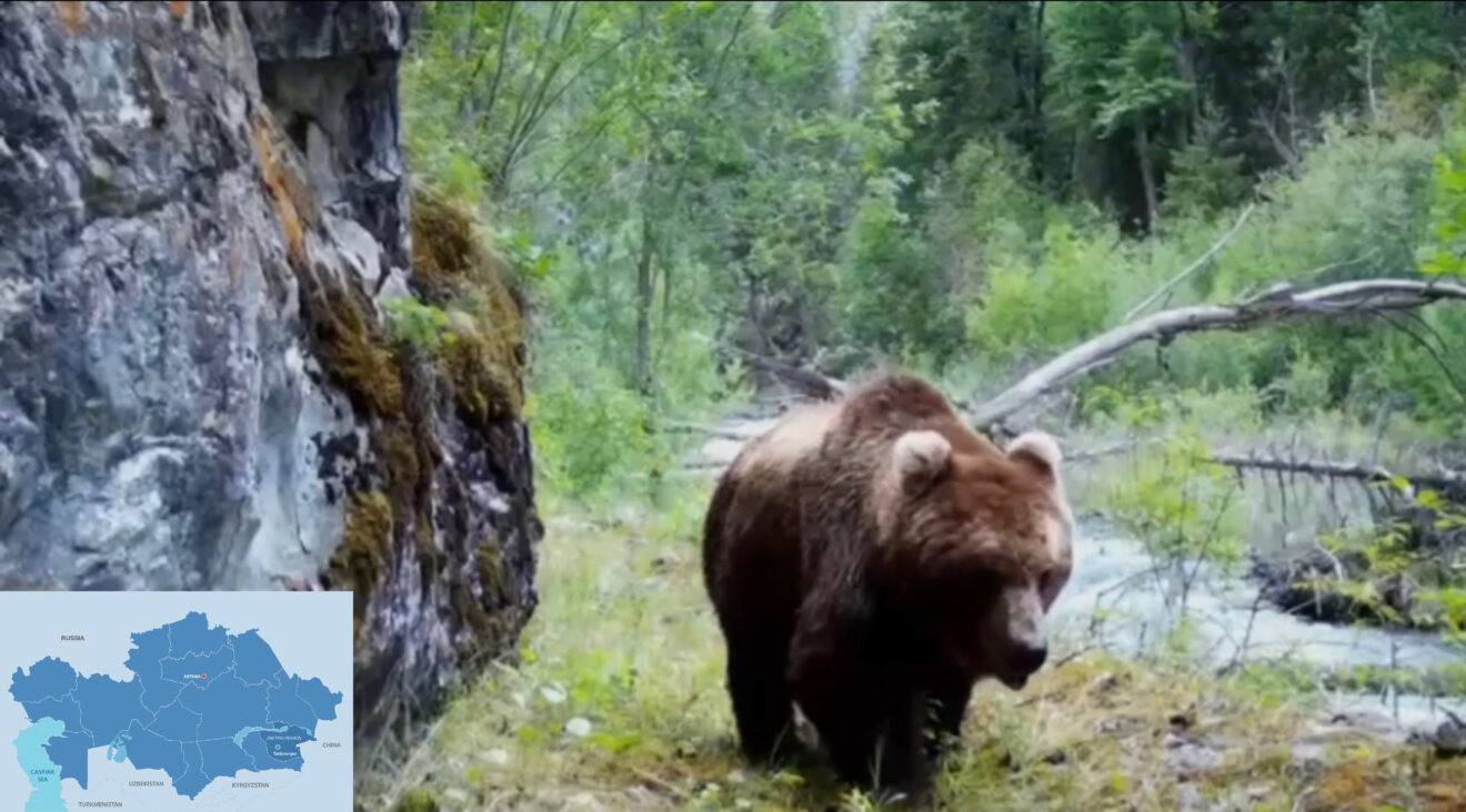 Unique Footage of Tien Shan Brown Bears Revealed by Camera Traps in ...