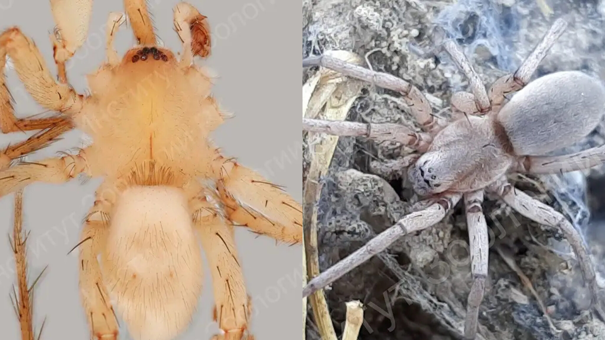Kazakh Scientists Discover New Spider Species in Kyzylkum Desert - The ...