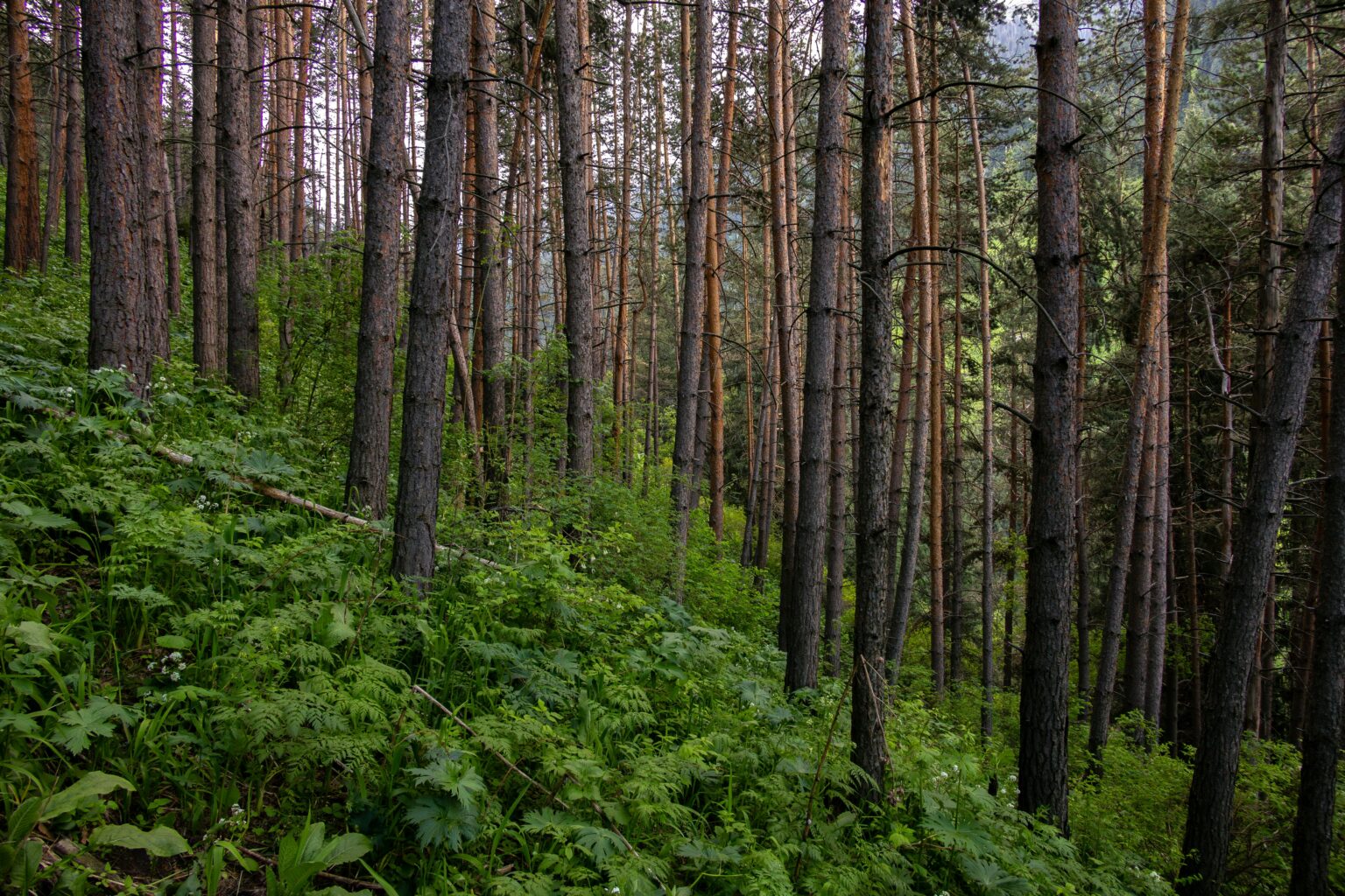 Kazakhstan’s Forest Fund Surpasses 23 Million Hectares, Highlights ...