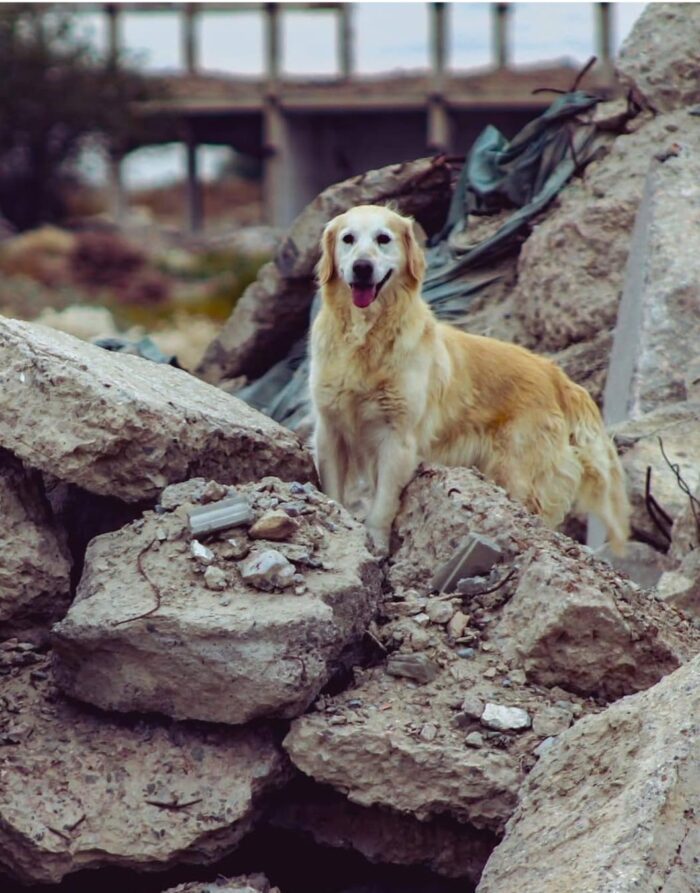 How Kazakhstan’s Rescue Dogs Save Lives in Disasters - The Astana Times