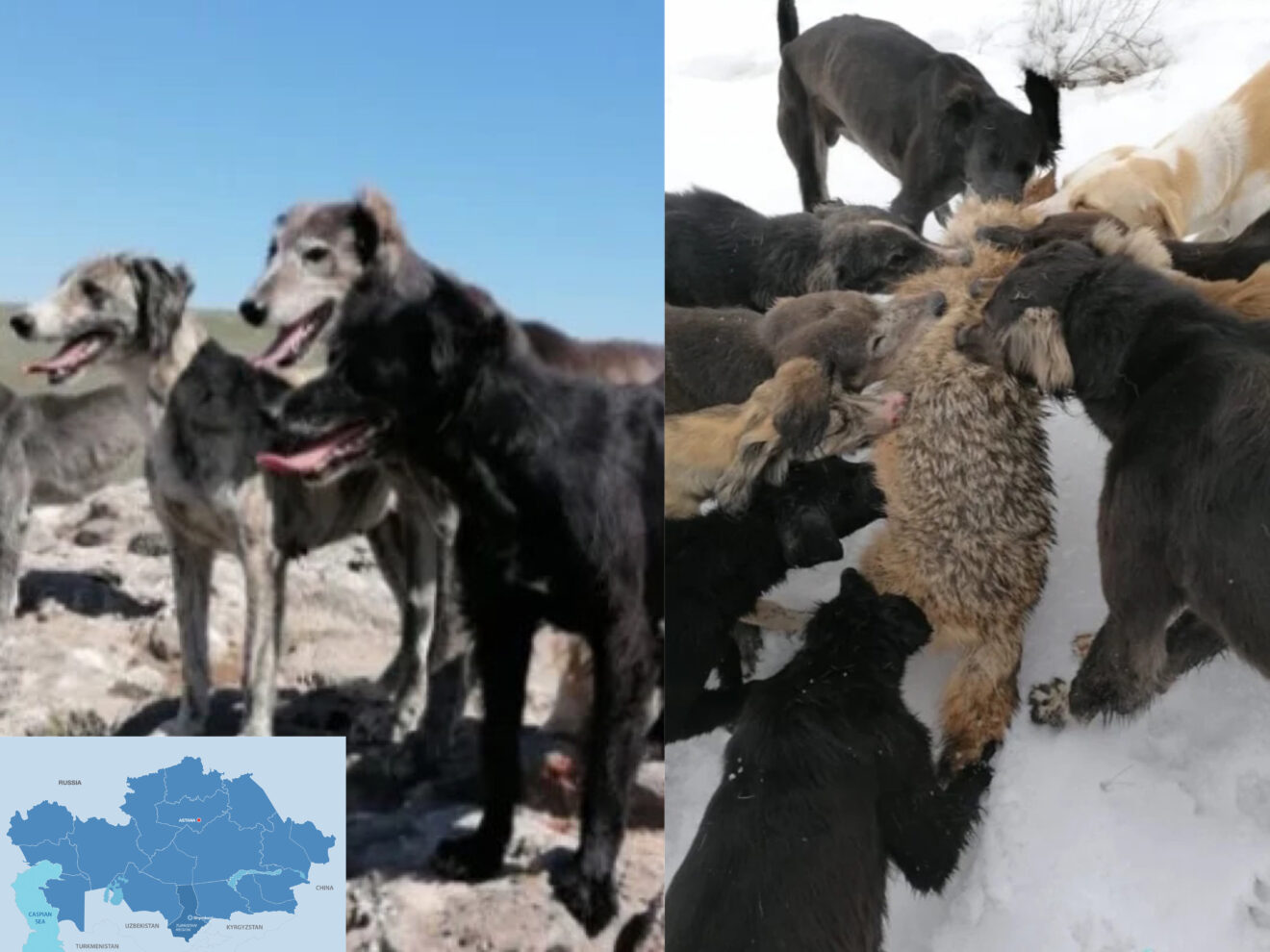 Tazy Breeder Keeps Tradition Alive From One Generation to Next - The ...