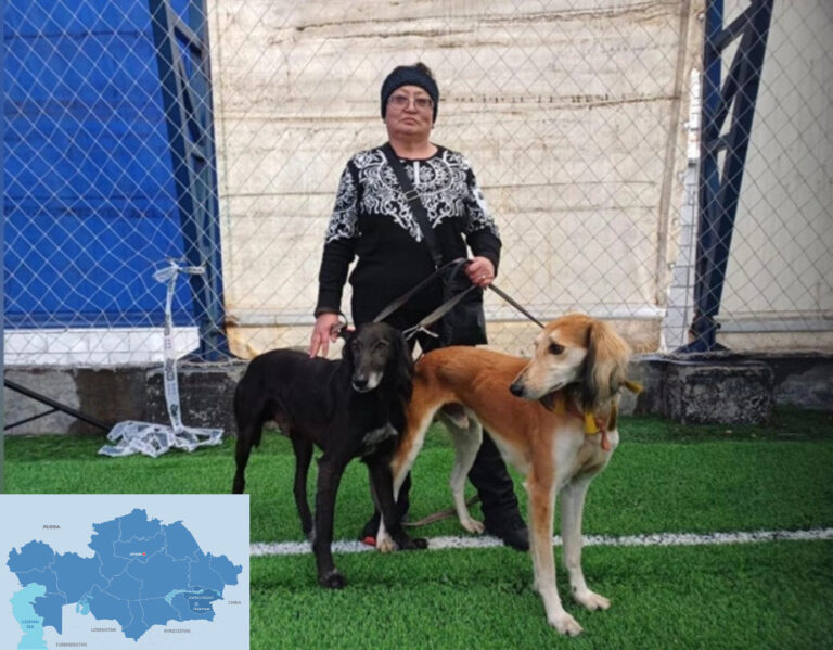 Kazakh Family Preserves Generations of Tazy Breeding - The Astana Times