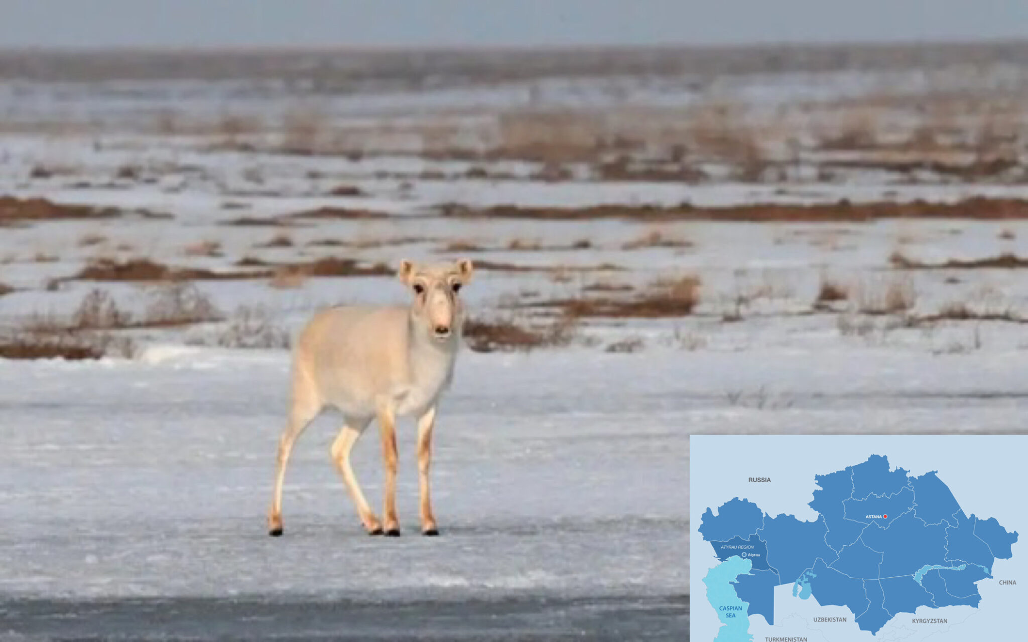 Saiga Migration Surges in Atyrau Villages as Officials Warn Against ...